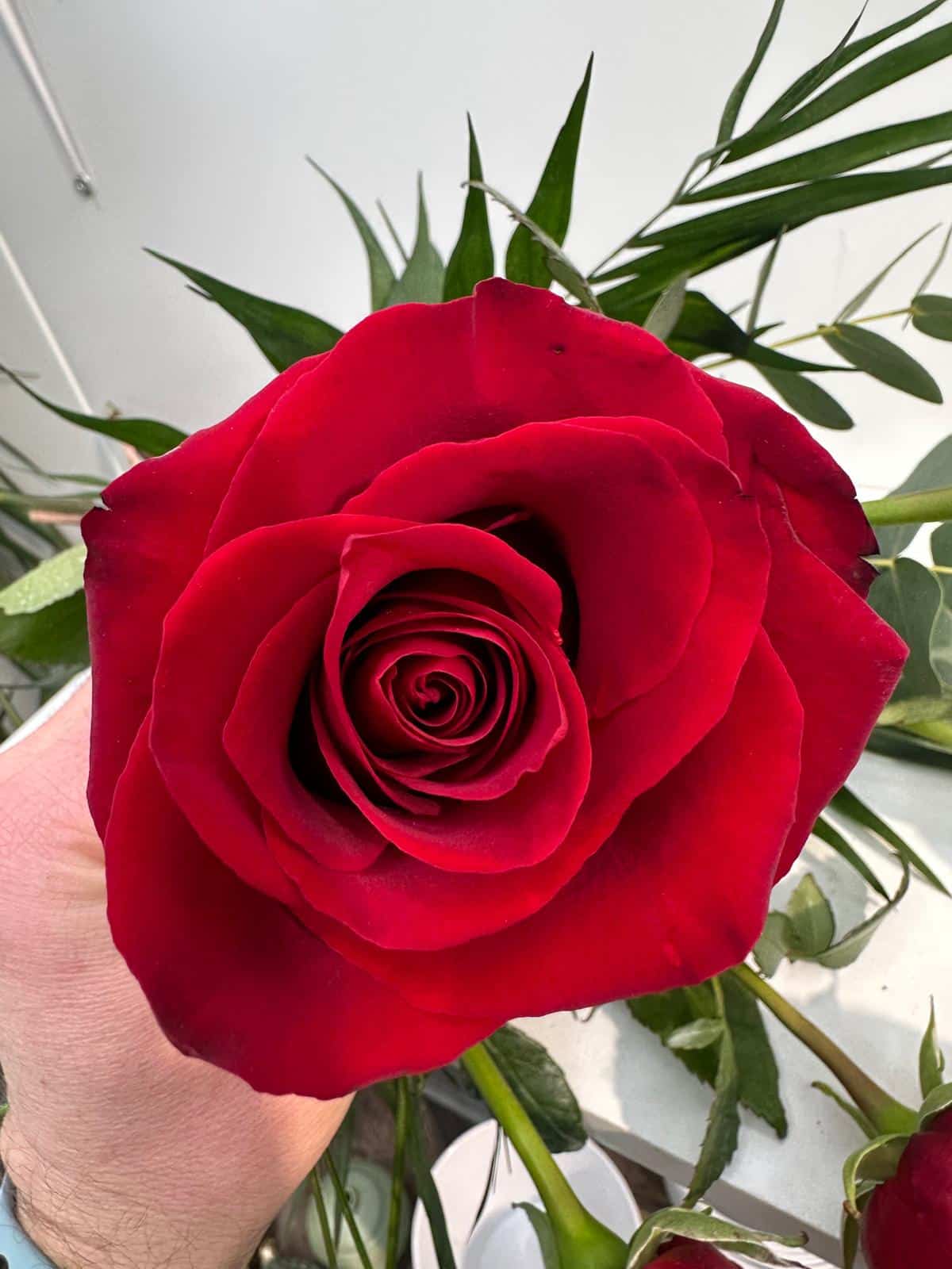 Bouquet de 5 Roses Rouge – Fleurs Agnès